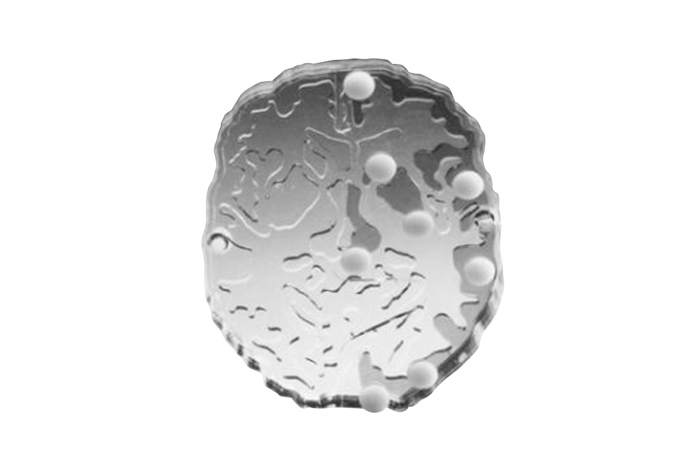 Hoffman Multi-Compartment 2D Brain Phantom – Southern Scientific