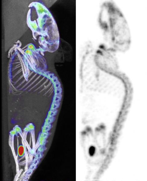 MOLECUBES ß-CUBE Preclinical PET imager – Southern Scientific