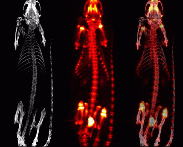 MOLECUBES ß-CUBE Preclinical PET imager – Southern Scientific